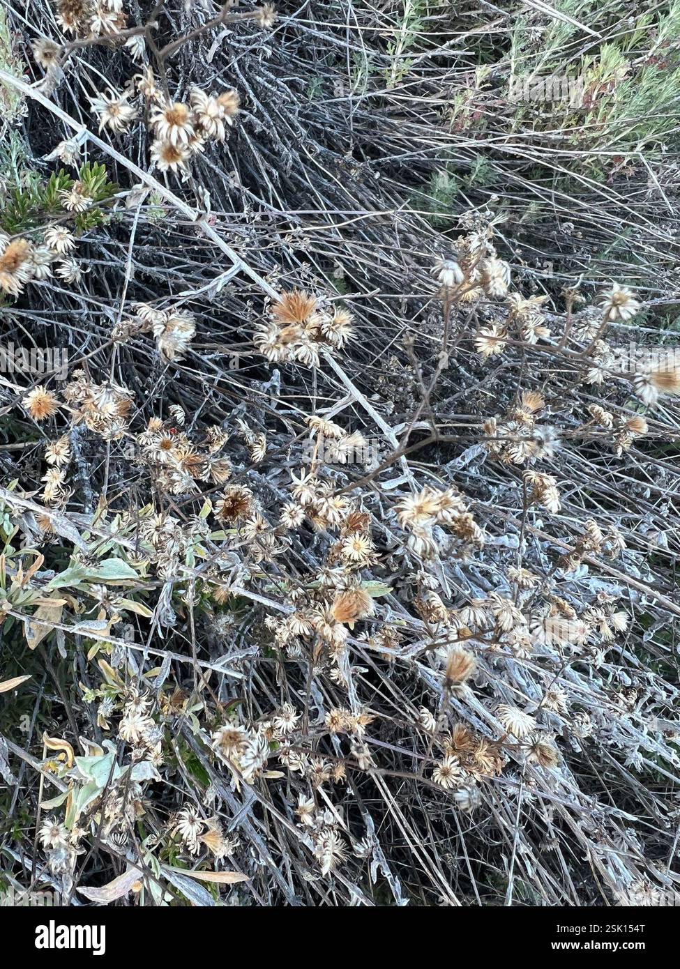 California Aster (Corethrogyne filaginifolia), Plantae, Orange County ...