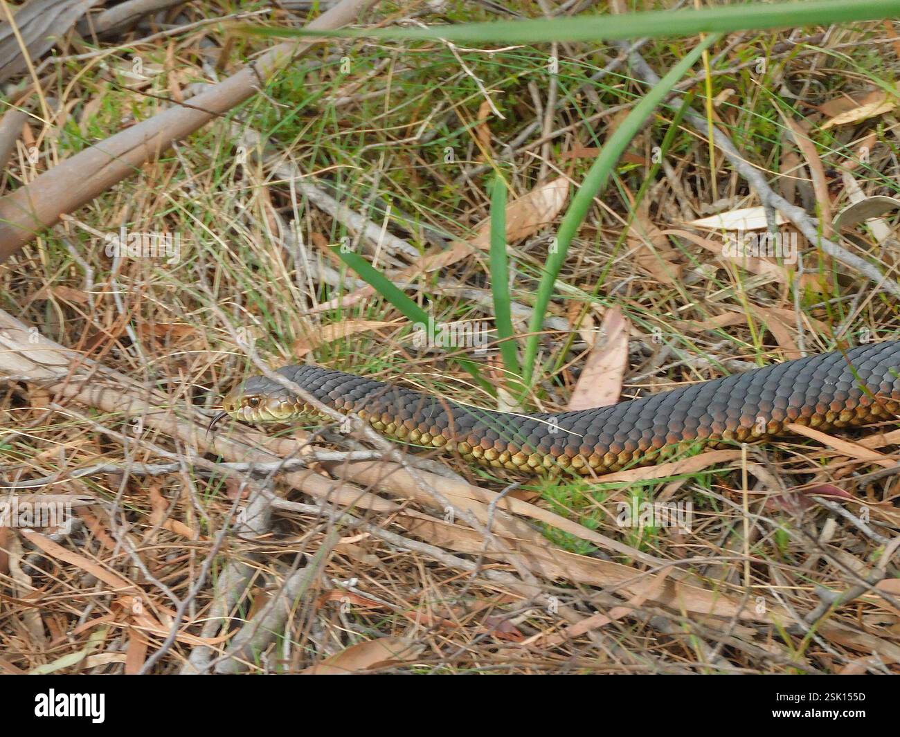 Lowlands Copperhead (Austrelaps superbus), Reptilia, Hobart TAS ...