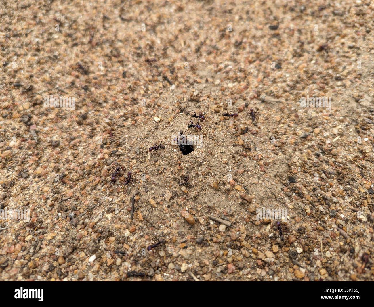 Southern Meat Ant (Iridomyrmex purpureus), Insecta, Greenvale VIC 3059 ...