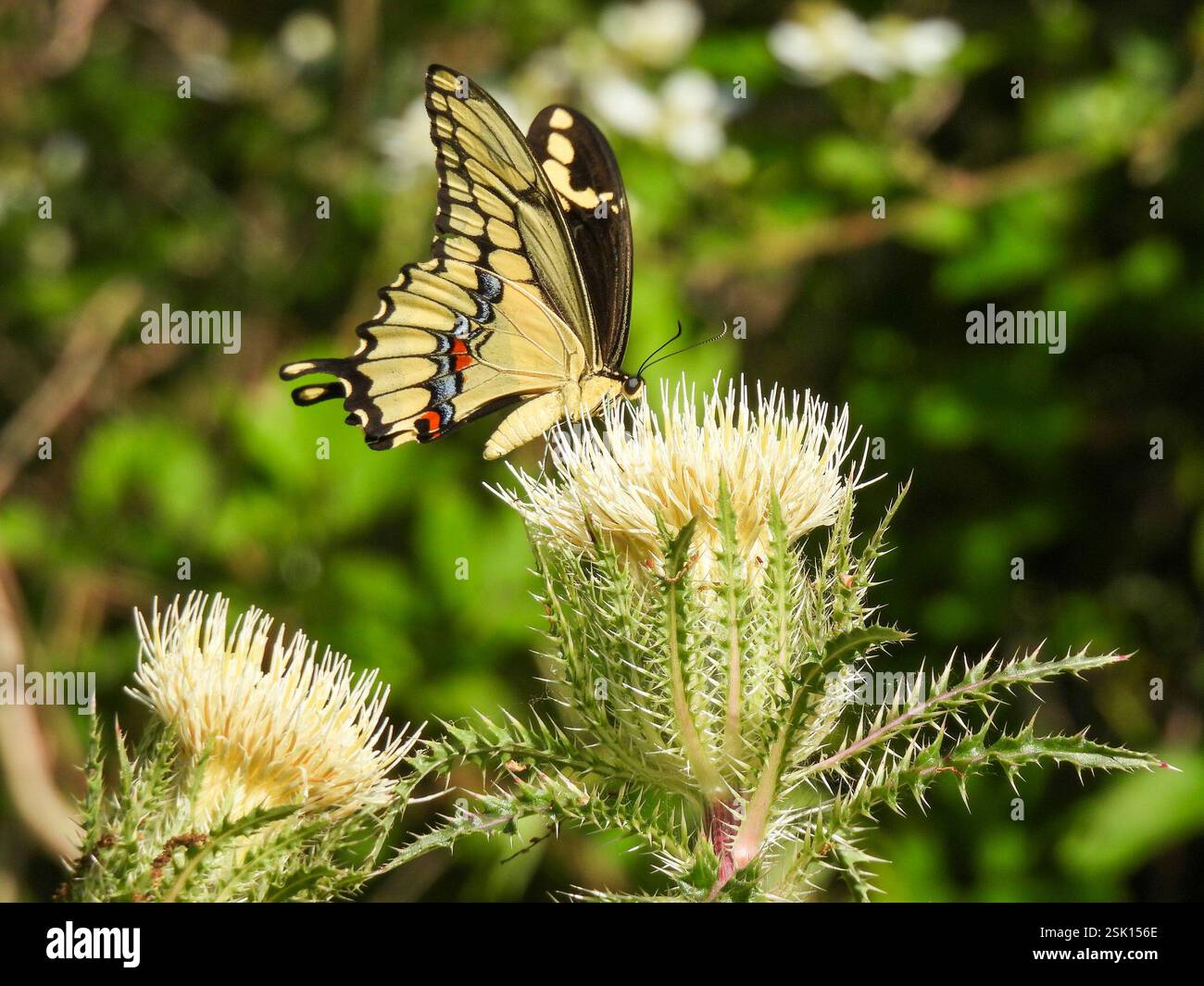 Eastern Giant Swallowtail (Heraclides cresphontes), Insecta, Challenger ...