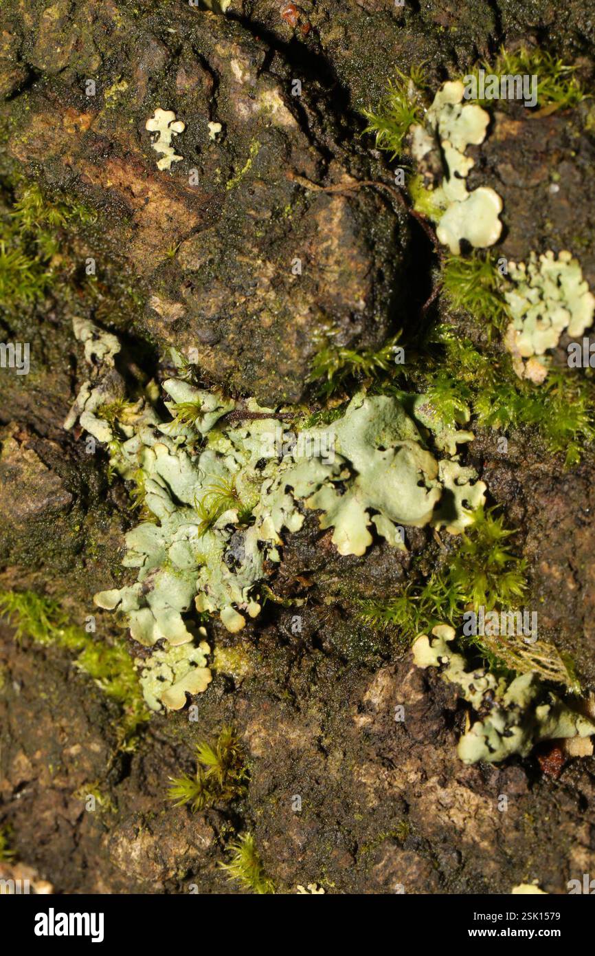 common greenshield lichen (Flavoparmelia caperata), Fungi, Speke Hall ...