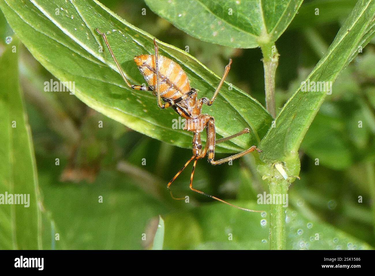 Common Assassin Bug (Pristhesancus plagipennis), Insecta, Thomas ...