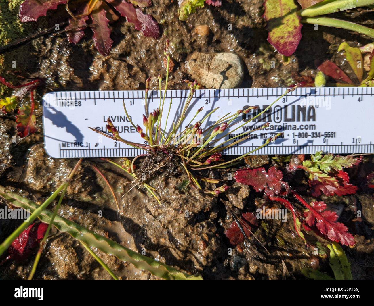 Coastal Plantain (Plantago elongata), Plantae, Camp Pendleton South, CA ...