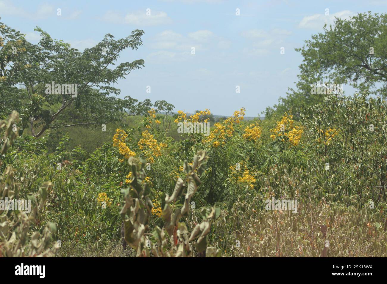 whitebark senna (Senna spectabilis), Plantae, Fazenda Carnaúba - Área ...
