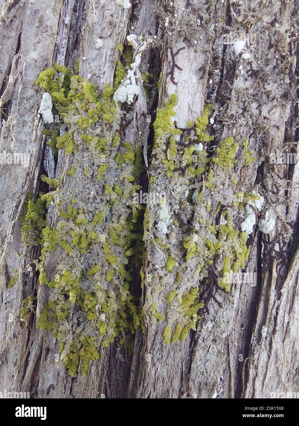 Flat-leaved Scalewort (Radula complanata), Plantae, Jocelyn, ON, Canada ...