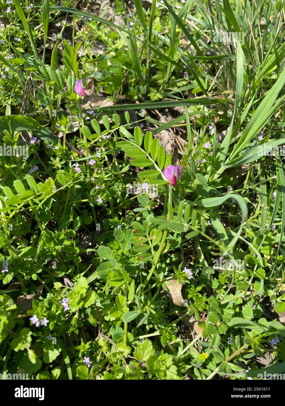 Common Vetch (Vicia sativa), Plantae, S Horne St, Duncanville, TX, US ...