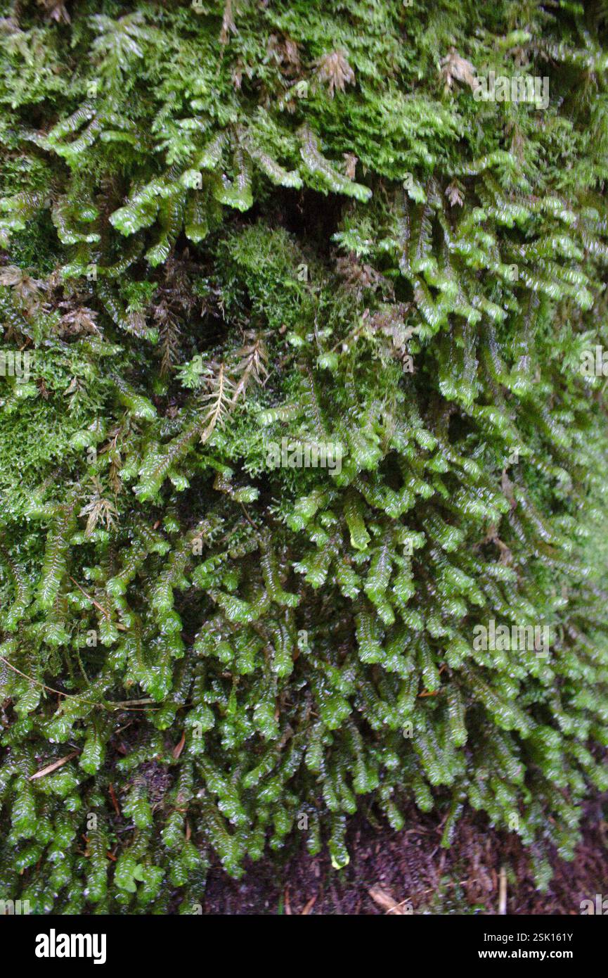 Greater Featherwort (Plagiochila asplenioides), Plantae, 1873 Val-d ...