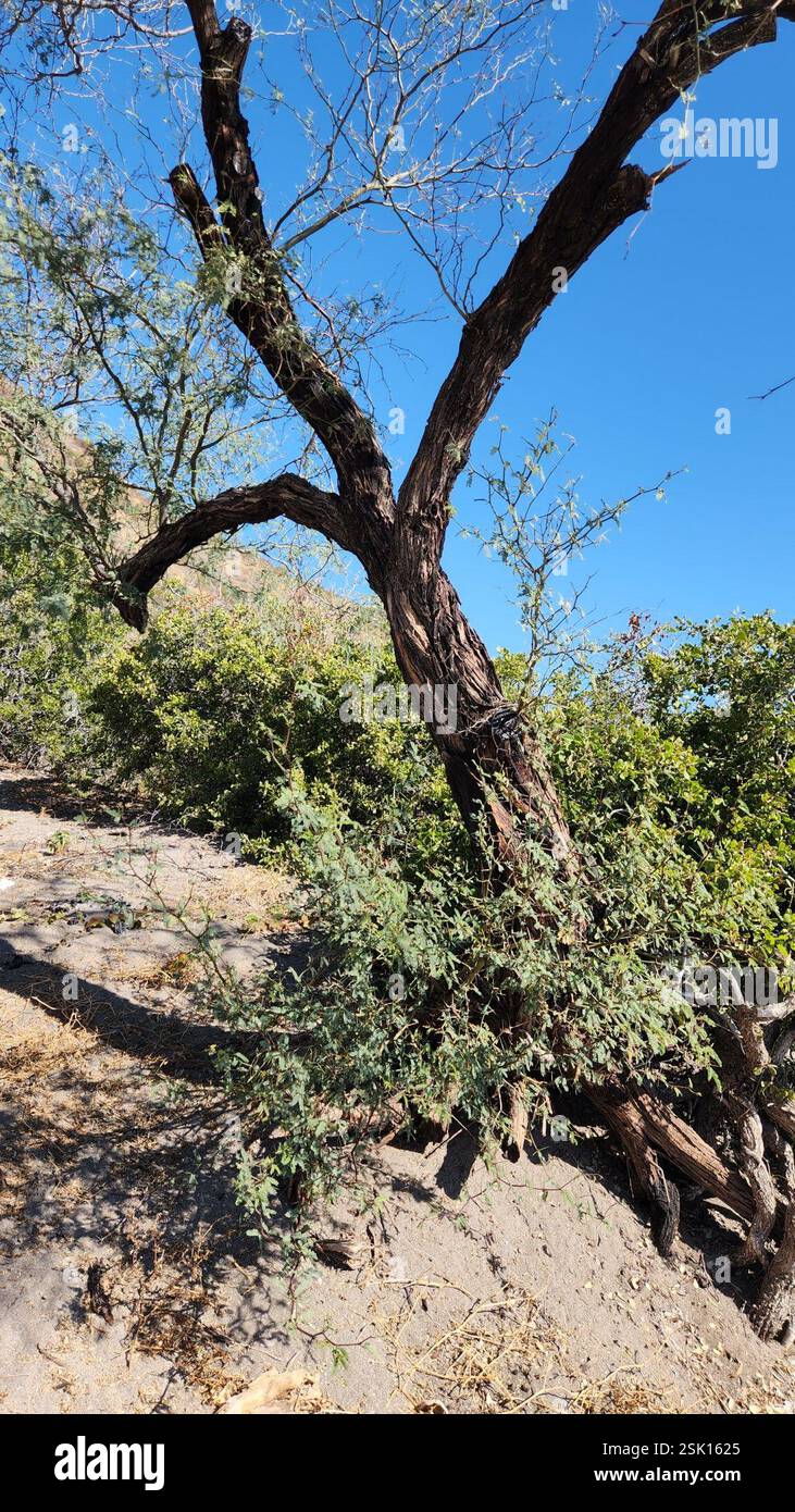 Baja California Mesquite (Neltuma articulata), Plantae, Bahía de Loreto ...