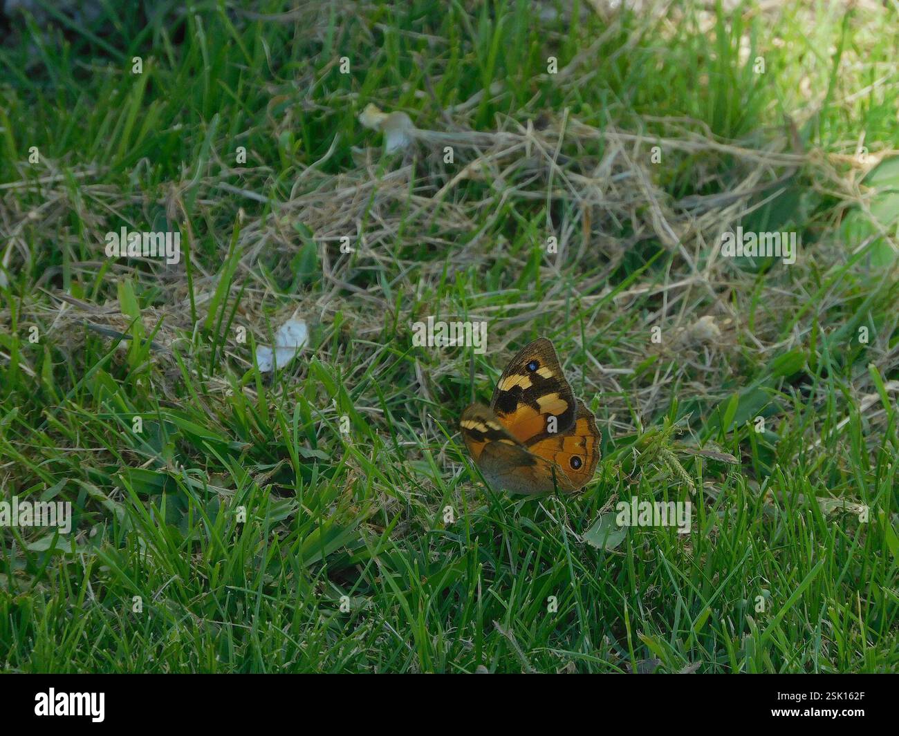 Common Brown (Heteronympha merope), Insecta, Beauty Point TAS 7270 ...