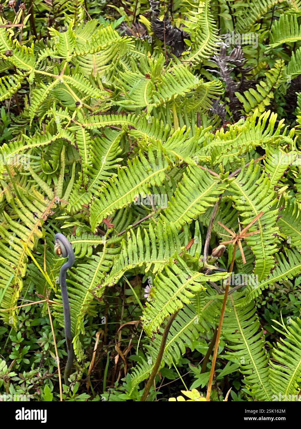 false staghorn fern (Dicranopteris linearis), Plantae, Kīlauea, Kaʻū ...