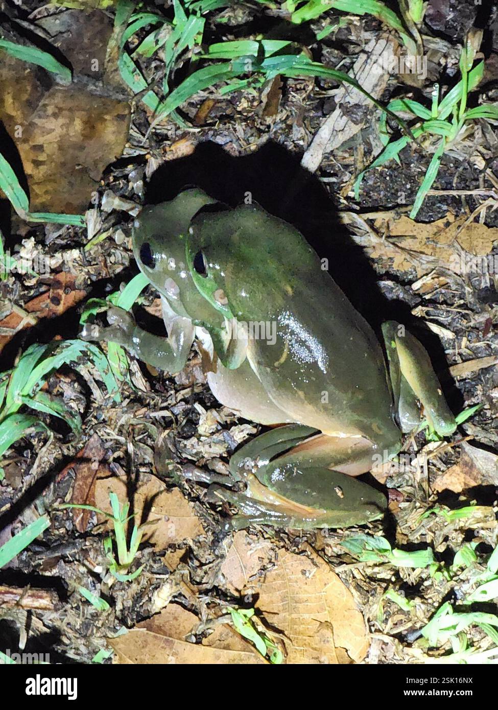 Australian Green Tree Frog (Ranoidea caerulea), Amphibia, Bouldercombe ...