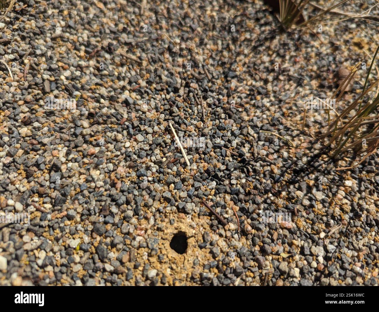 Southern Meat Ant (Iridomyrmex purpureus), Insecta, Greenvale VIC 3059 ...