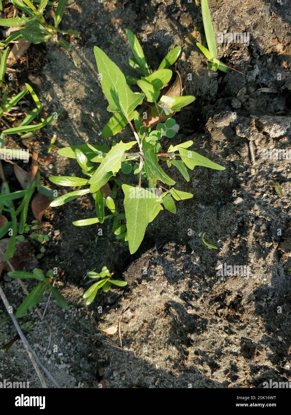 saltbush subfamily (Chenopodioideae), Plantae, Charleston, South ...