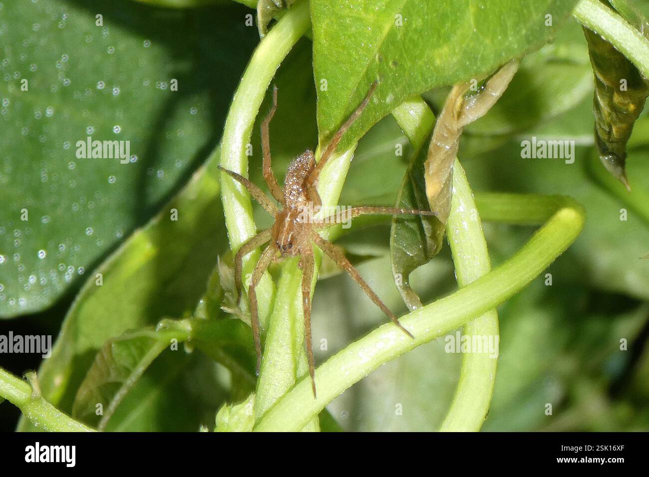 Spiders (Araneae), Arachnida, Seventeen Mile Rocks QLD 4073, Australia ...