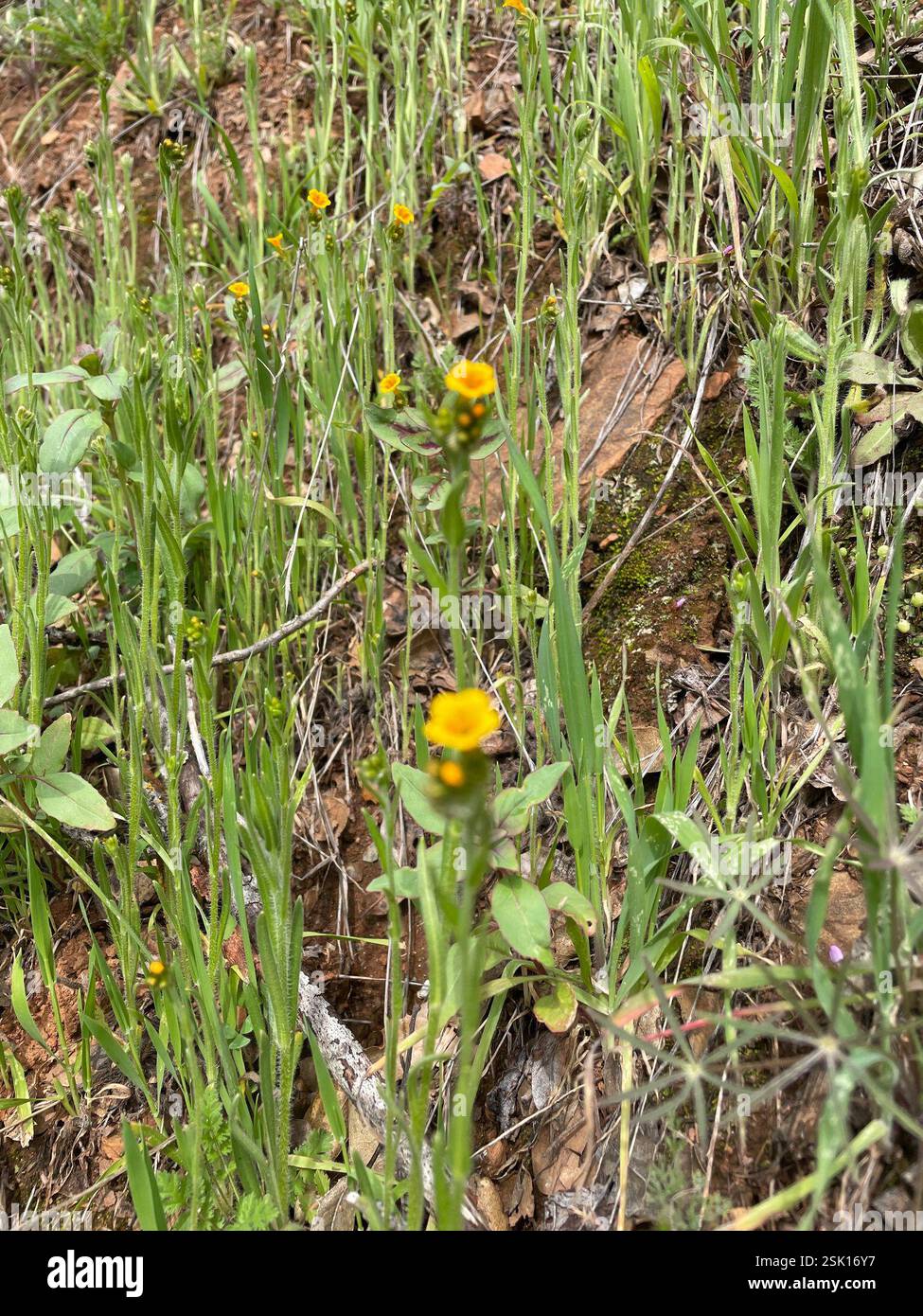 Common Fiddleneck (Amsinckia menziesii), Plantae, Placerville, CA, US ...