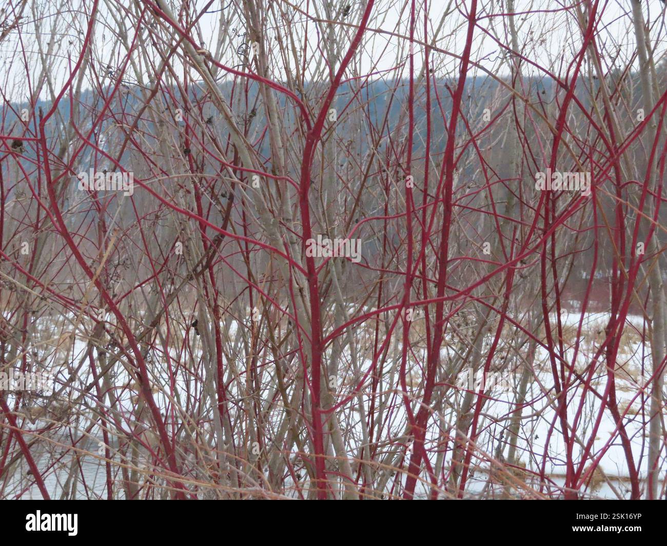 red osier dogwood (Cornus sericea), Plantae, Sauk County, WI, USA Stock ...