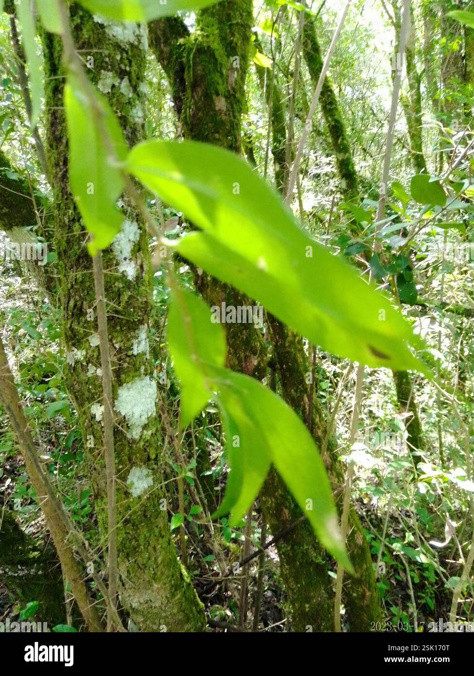 (Dasyphyllum spinescens), Plantae, 37000 Departamento de Cerro Largo ...