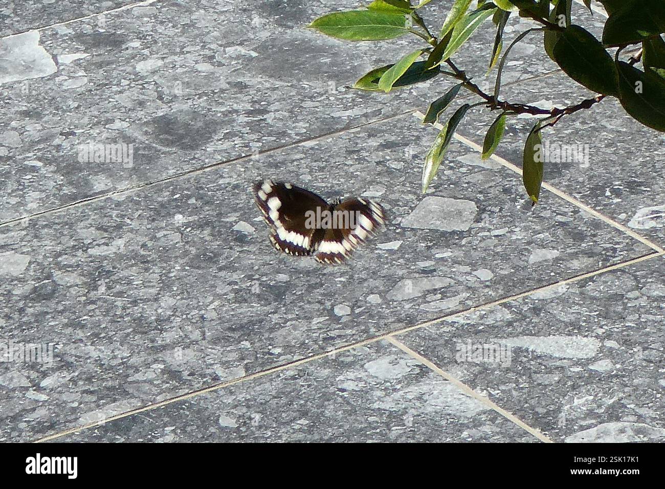 Common Crow Butterfly (Euploea core), Insecta, Sinnamon Park, Brisbane ...