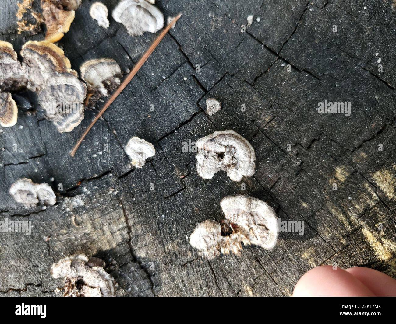 shelf fungi (Polyporales), Fungi, Alachua, Florida, United States Stock ...