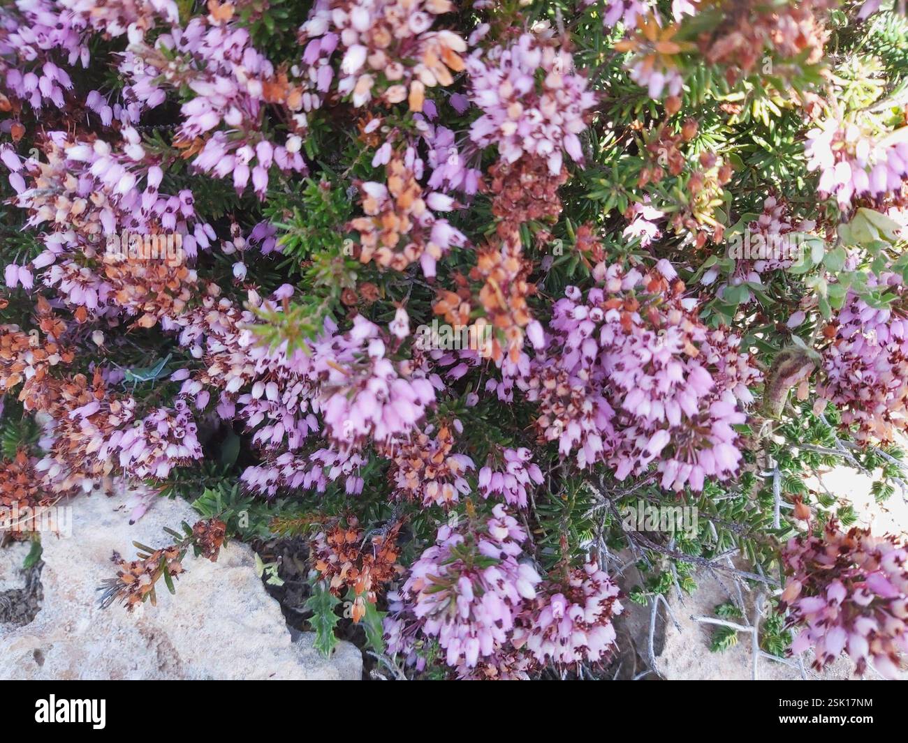 Mediterranean Heath (Erica multiflora), Plantae, X9W7+6QG, Mellieħa ...