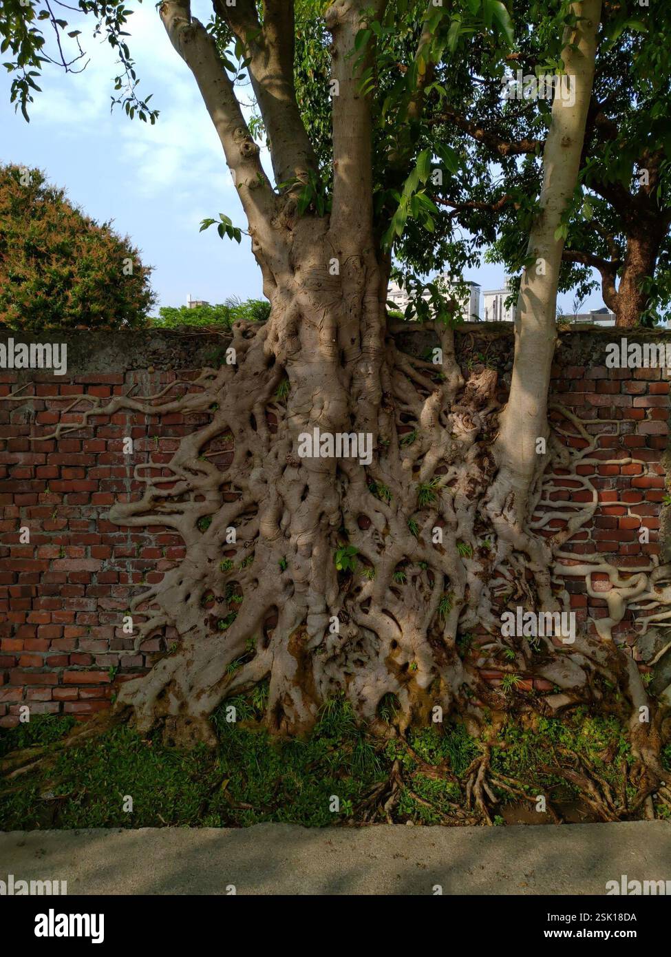 figwood (Ficus virgata), Plantae, 100, Taiwan, 台北市中正區梅花里 Stock Photo ...
