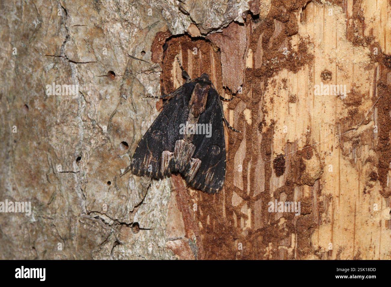 Bird's Wing (Dypterygia scabriuscula), Insecta, 8400 Ebeltoft, Danmark ...