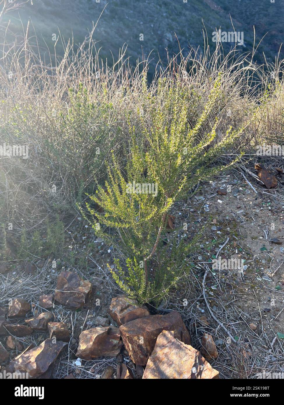 chamise (Adenostoma fasciculatum), Plantae, Orange County, CA, USA ...