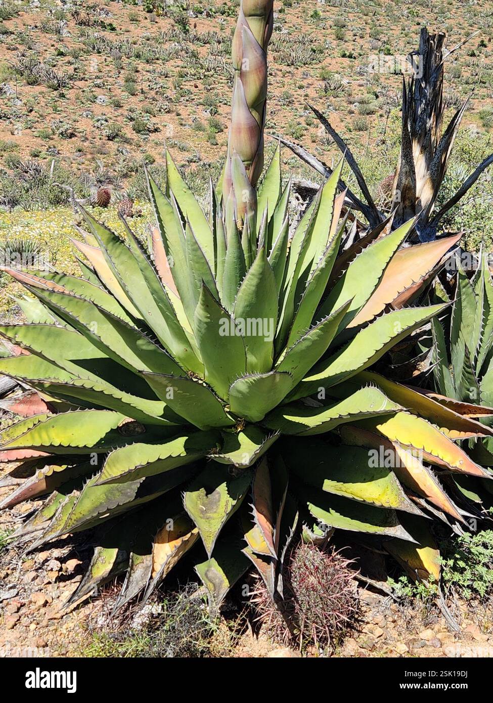 Shaw's Agave (Agave shawii), Plantae, Ensenada, MX-BN, MX Stock Photo ...