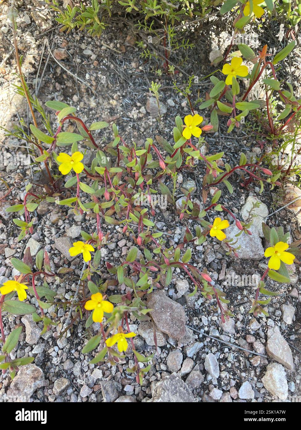 Jurupa Hills Sun Cup (Camissoniopsis ignota), Plantae, San Benito ...