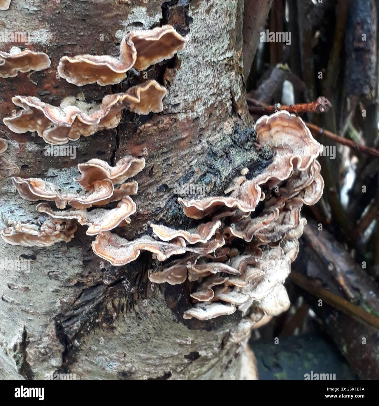 hairy curtain crust (Stereum hirsutum), Fungi, Stafford ST17 0XS, UK ...