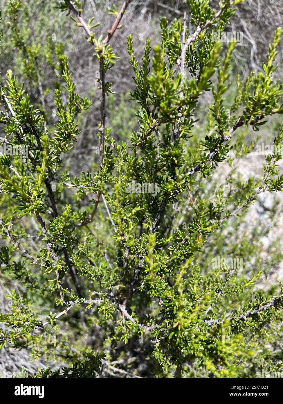 chamise (Adenostoma fasciculatum), Plantae, San Benito County, CA, USA ...