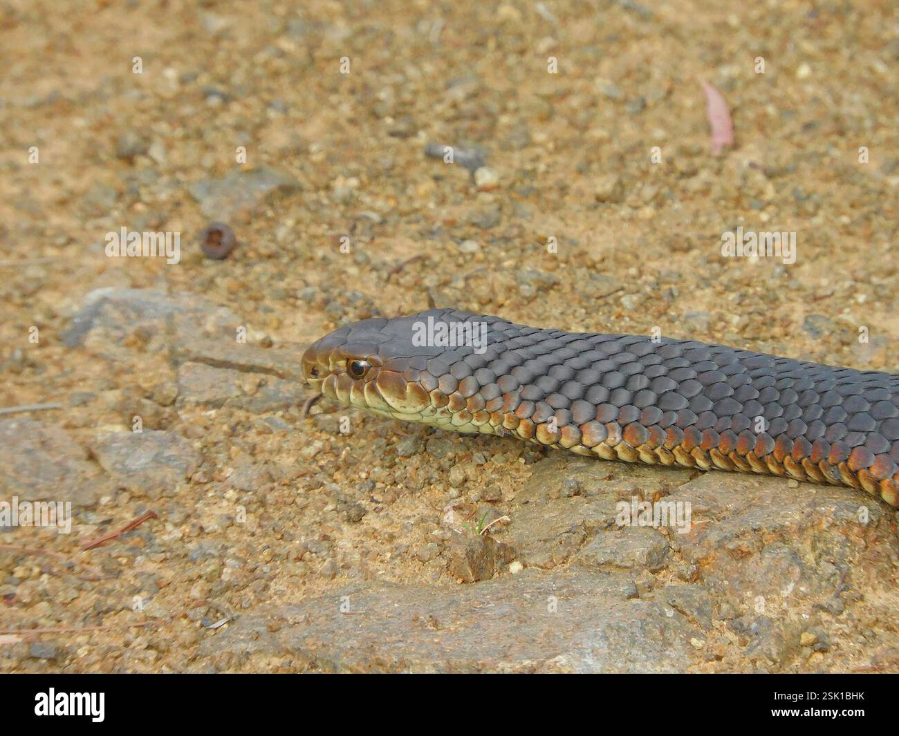 Lowlands Copperhead (Austrelaps superbus), Reptilia, Hobart TAS ...
