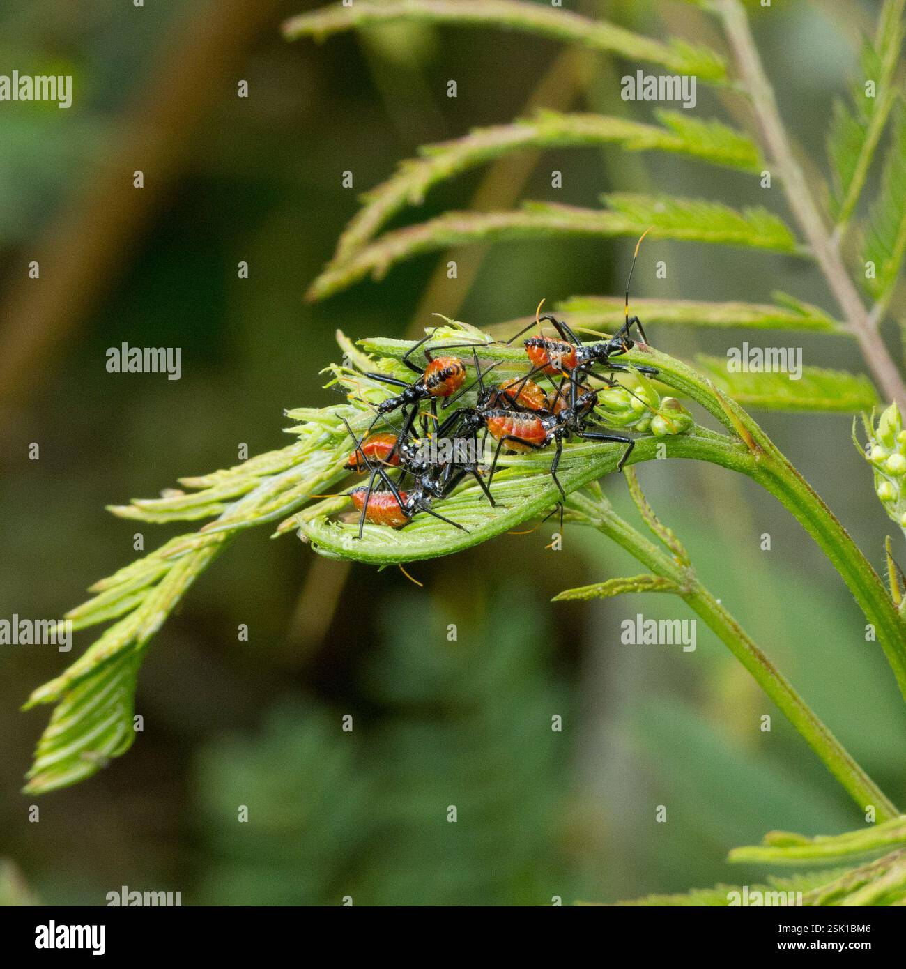 Wheel Bugs (Arilus), Insecta, Villa de Leyva, Boyacá, Colombia Stock ...