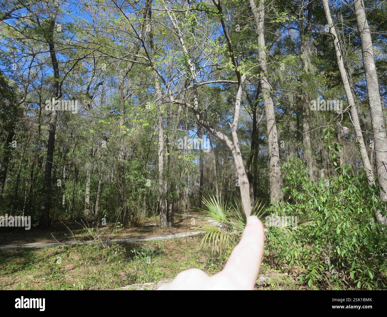 Mulberries (Morus), Plantae, Windsor Forest, Savannah, GA, USA, has big ...