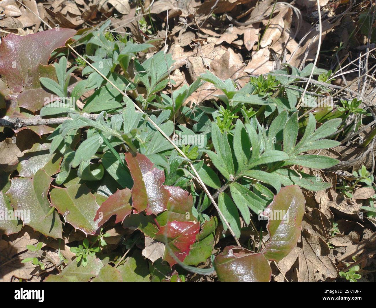 thompson's waterleaf (Hydrophyllum capitatum thompsonii), Plantae ...