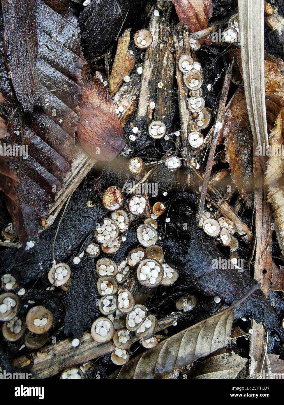 common bird's nest fungus (Crucibulum laeve), Fungi, Crawford House ...