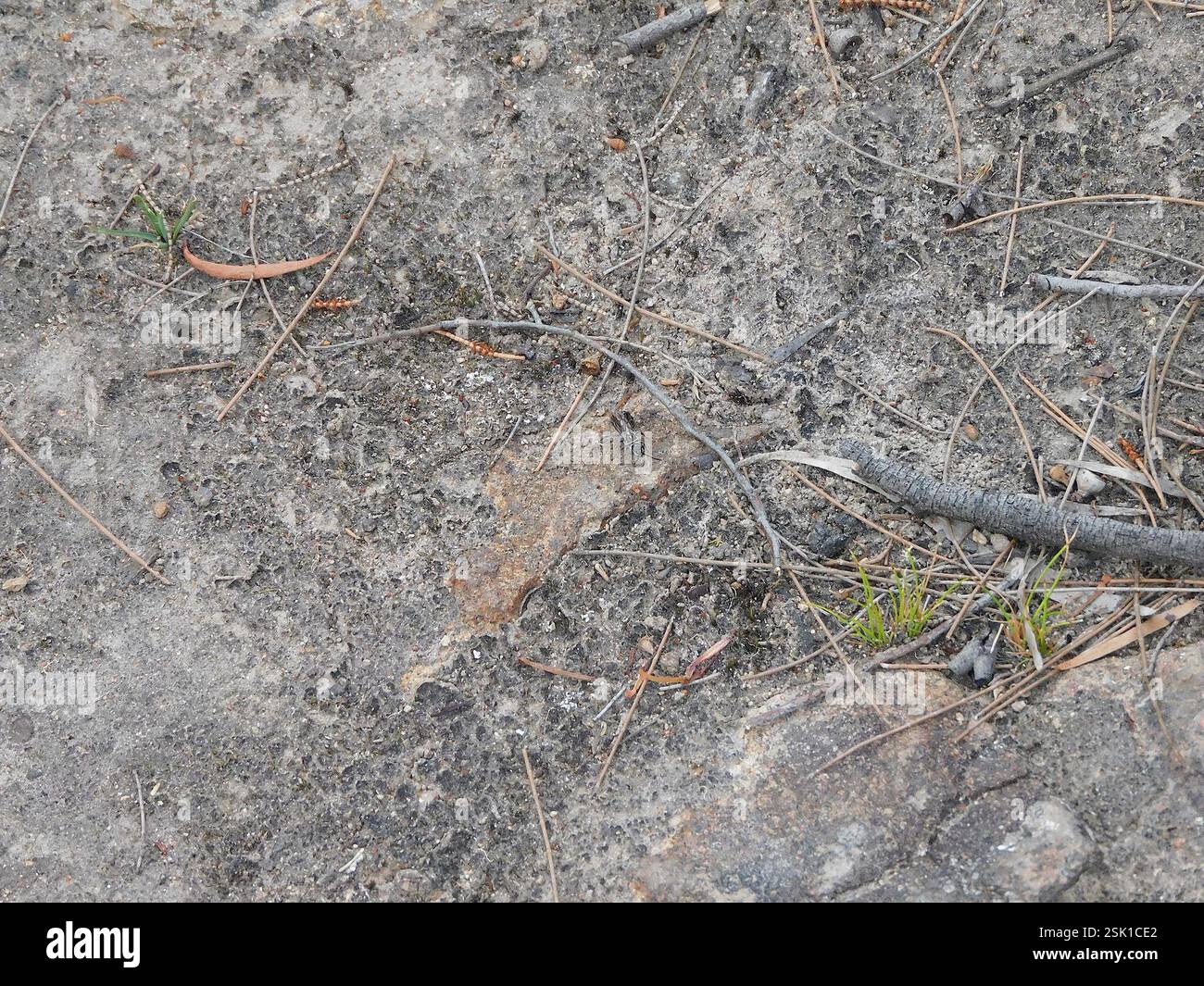 Bees and Apoid Wasps (Apoidea), Insecta, Hobart TAS, Australia Stock ...
