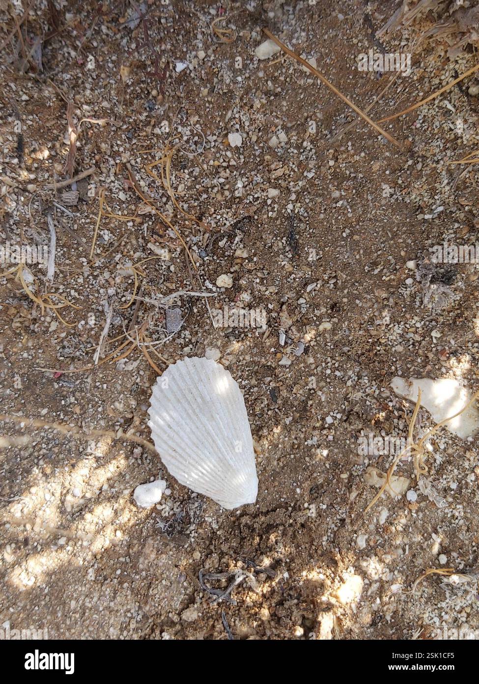 Spiny lima hi-res stock photography and images - Alamy