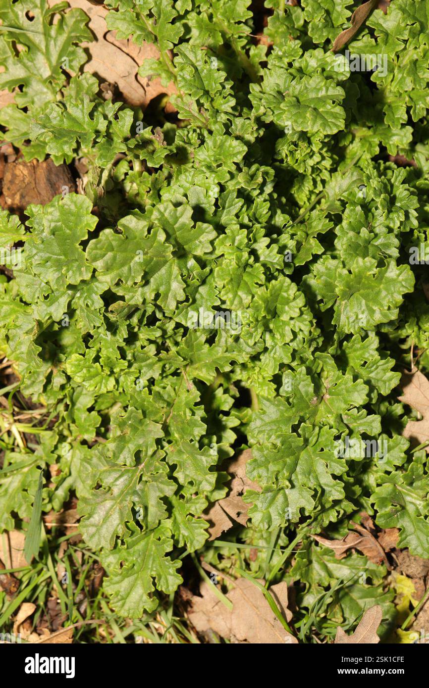 ragwort (Jacobaea vulgaris), Plantae, Sefton Park, Mossley Hill Drive ...