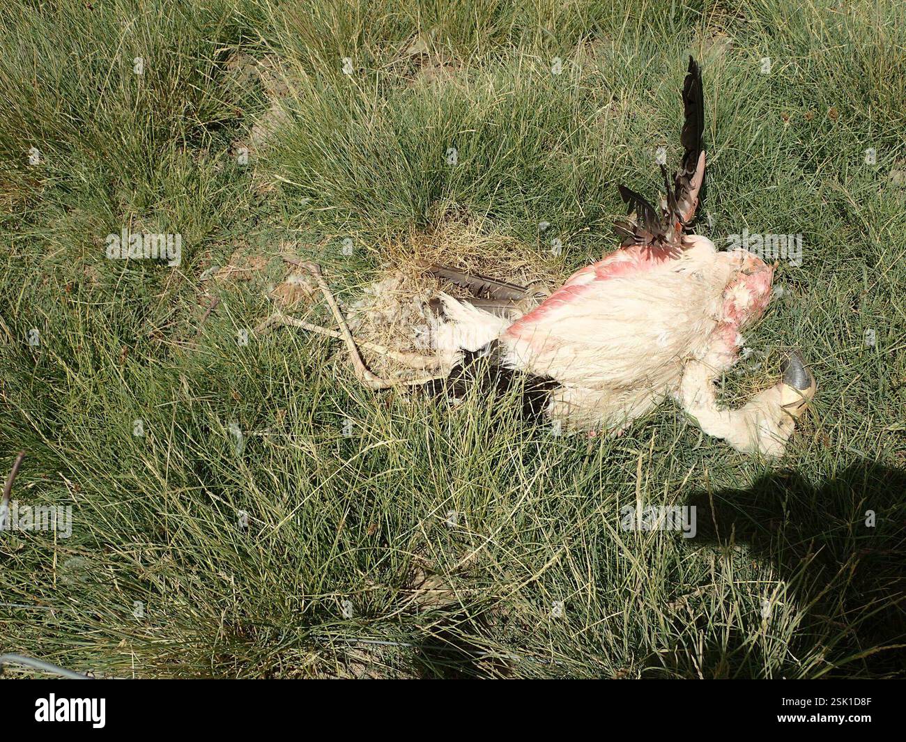 Andean Flamingo (Phoenicoparrus andinus), Aves, Cochinoca, AR-JY, AR ...