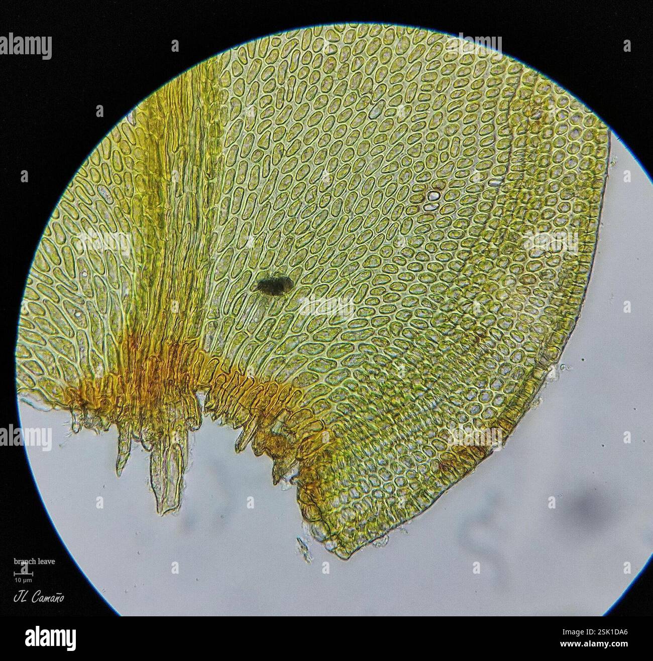 Lateral Cryphaea (Cryphaea heteromalla), Plantae, Ourense, España, On ...