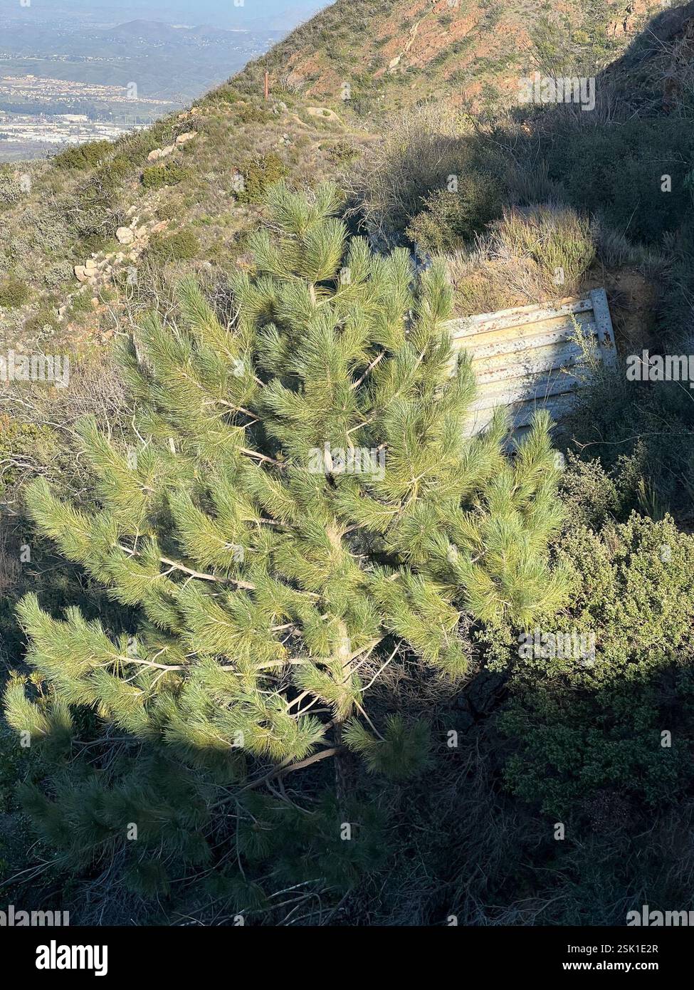 Coulter pine (Pinus coulteri), Plantae, Orange County, CA, USA Stock ...