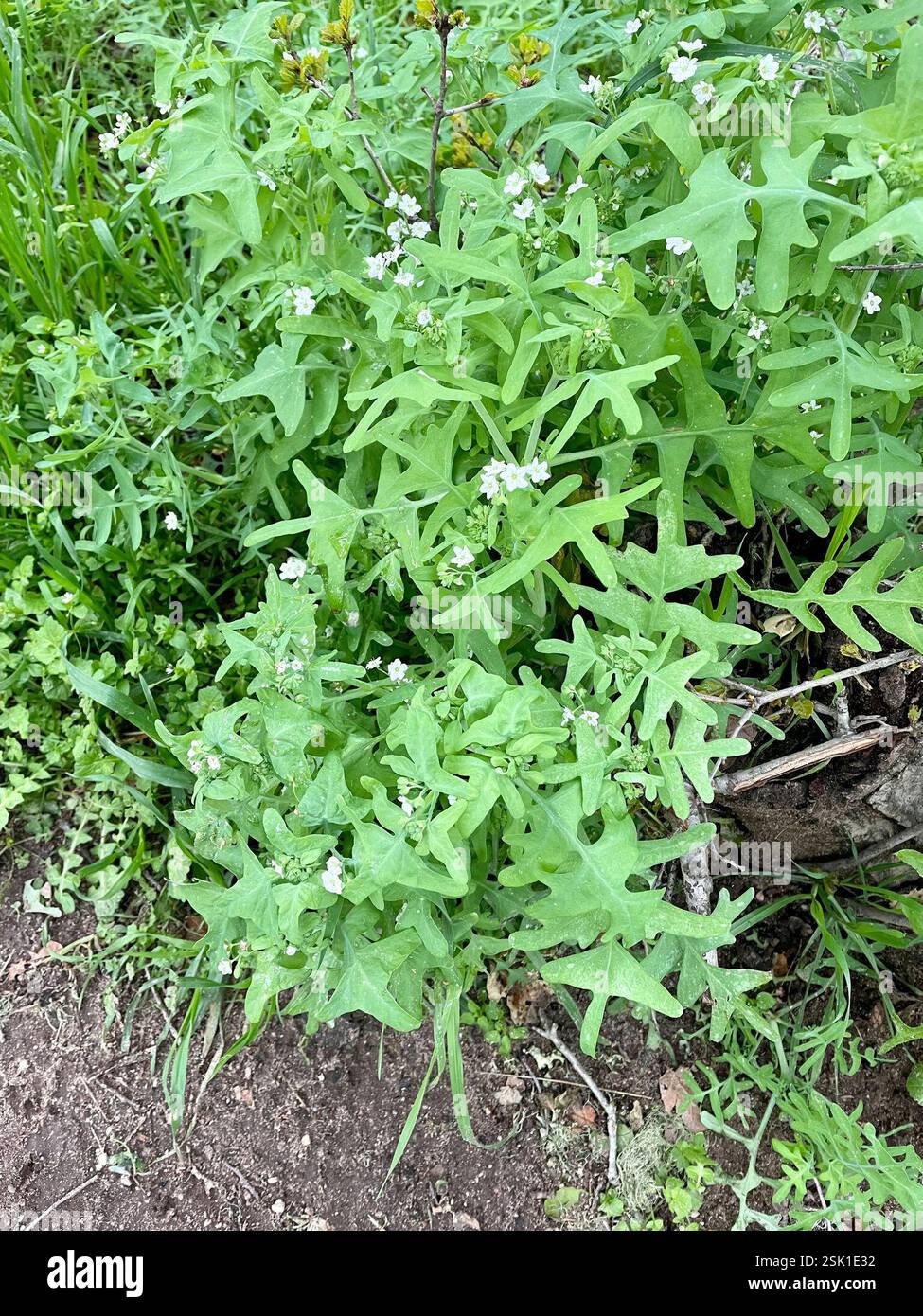 white fiesta flower (Pholistoma membranaceum), Plantae, Fort Ord ...