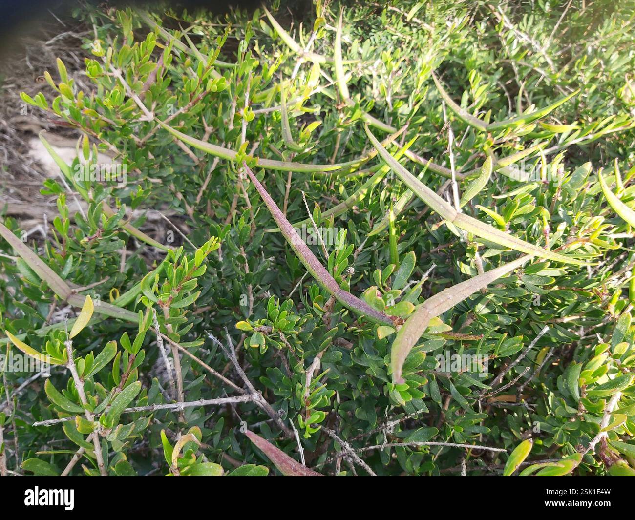 African wolfbane hi-res stock photography and images - Alamy