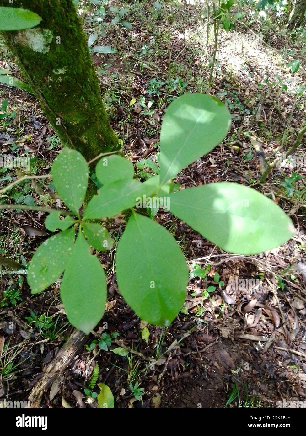 southern raintree (Brunfelsia australis), Plantae, 37000 Departamento ...