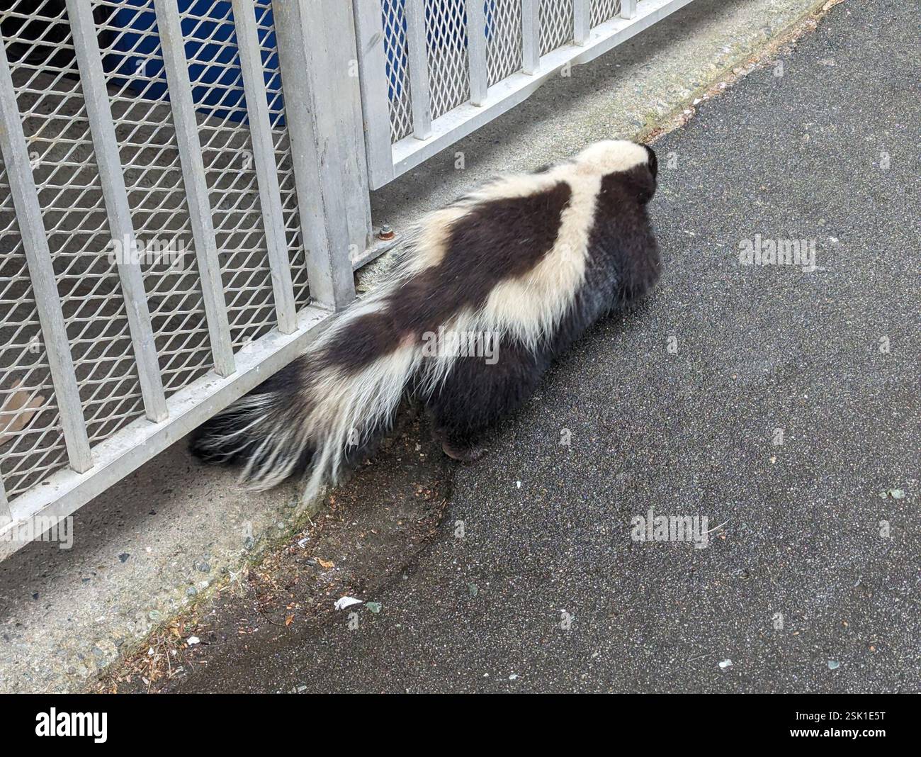 Striped Skunk (Mephitis mephitis), Mammalia, Greater Vancouver, CA-BC ...