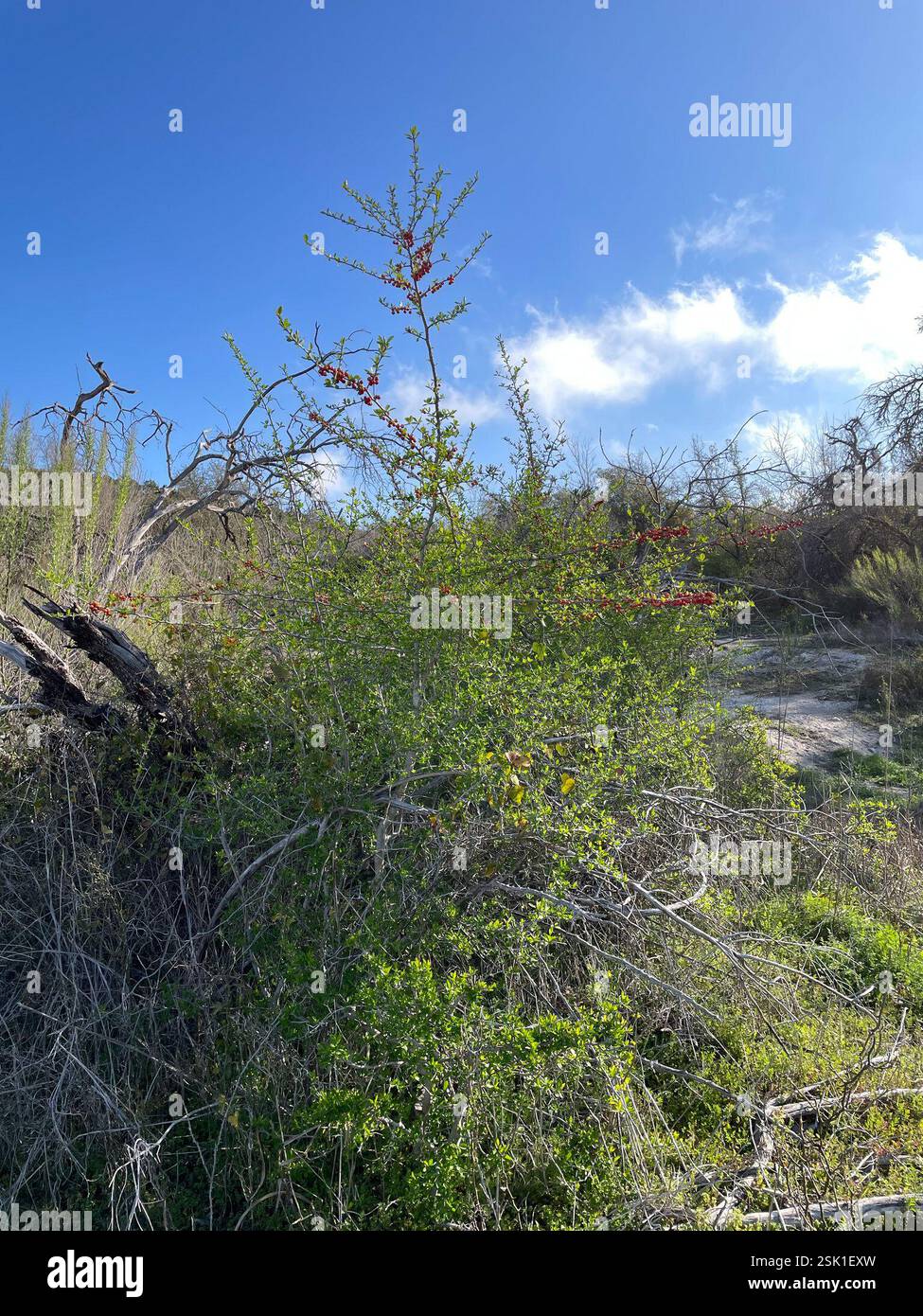 possumhaw (Ilex decidua), Plantae, Moody, TX, US Stock Photo - Alamy
