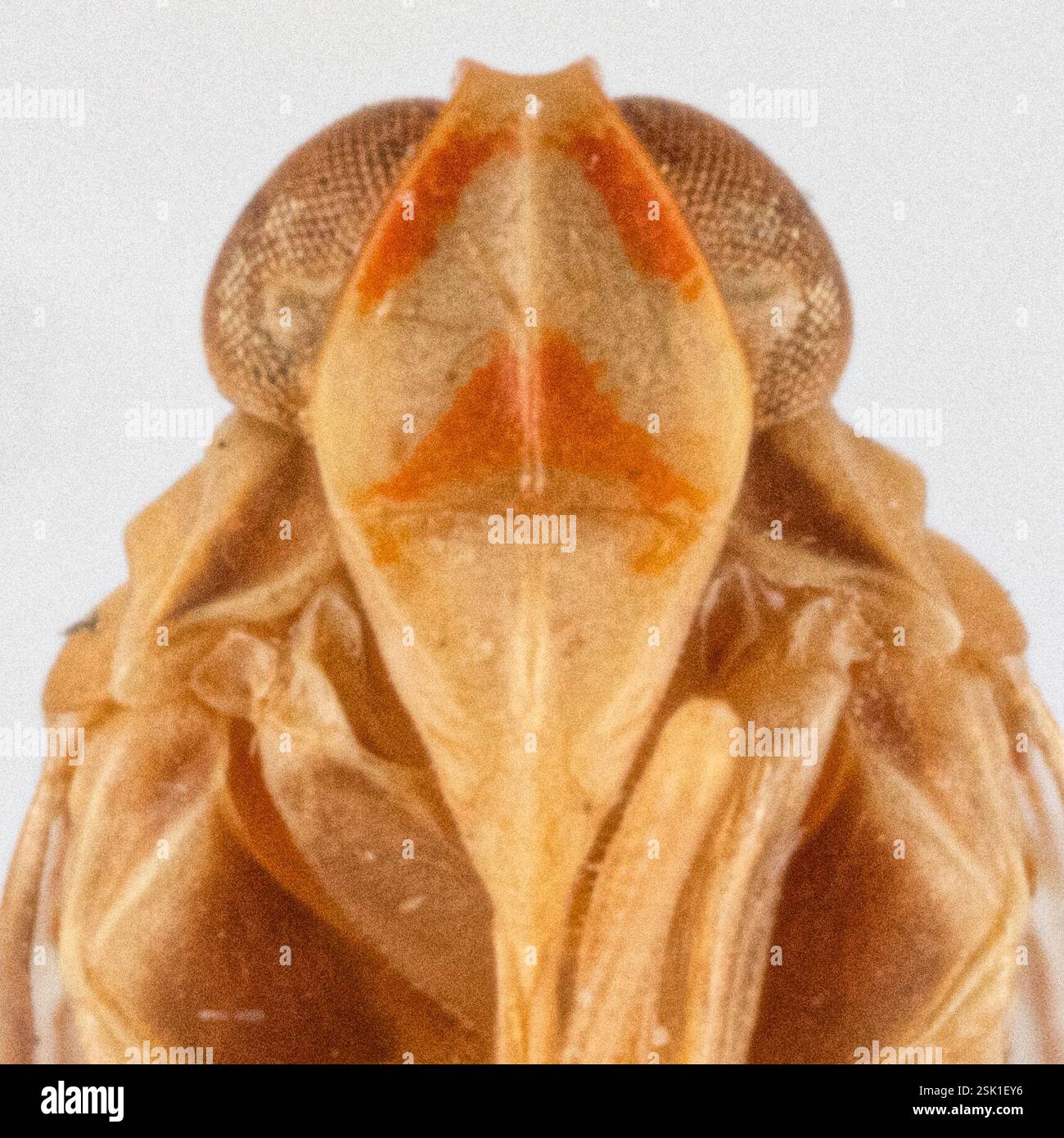 (Haplaxius sparagma), Insecta, Lago Peten Itza, Guatemala, This is the ...