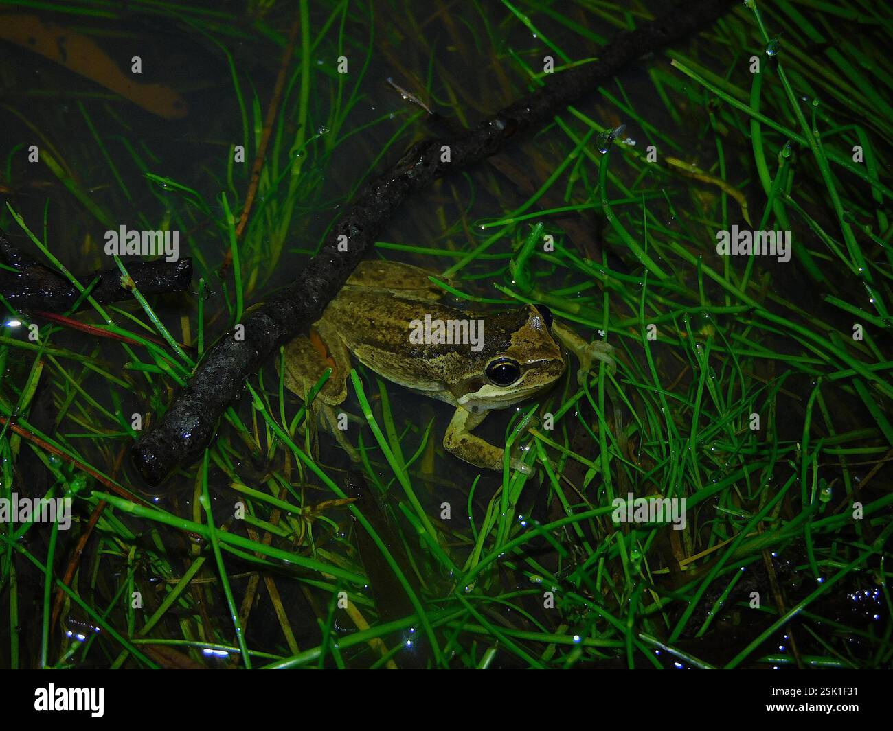 Brown Tree Frog (Litoria ewingii), Amphibia, Hobart TAS, Australia ...