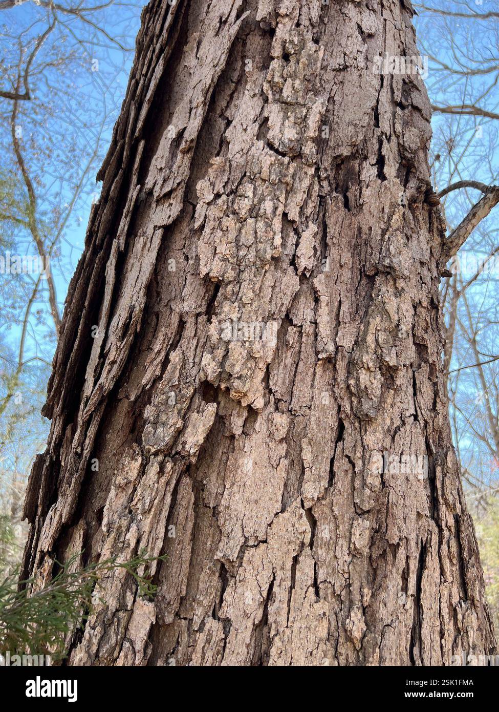 white oak (Quercus alba), Plantae, Chapel Hill, NC, US Stock Photo - Alamy